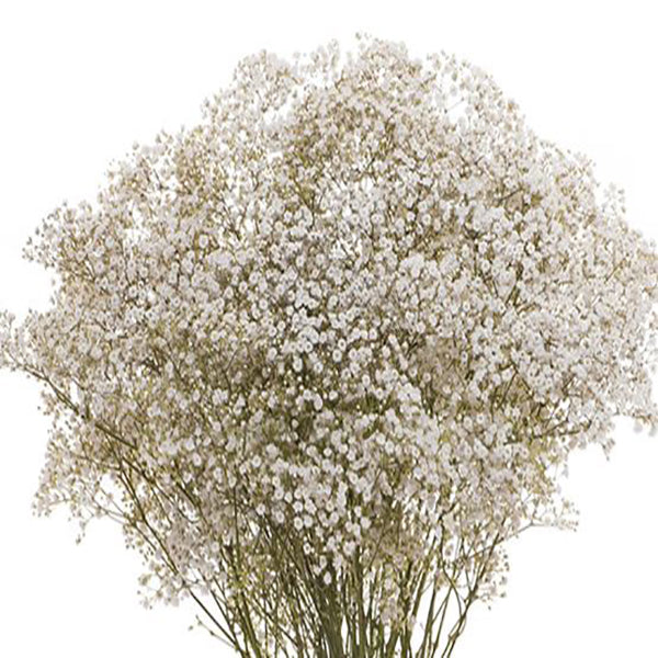 NATURAL GYPSO | BEST PRICES | EXCELLENT FLOWERS INC