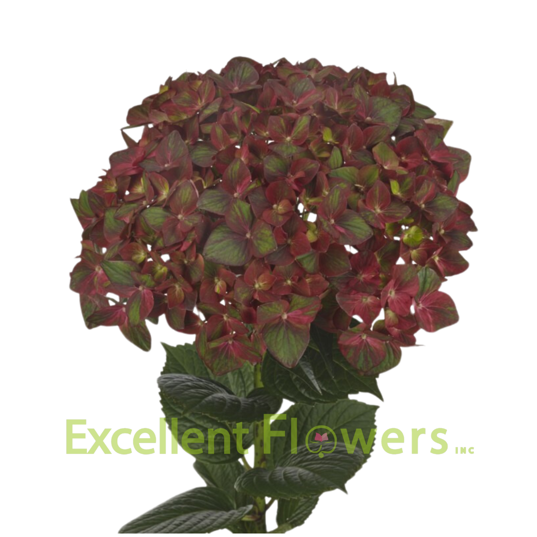 Hydrangea Magical Chocolate | Excellent Flowers Inc