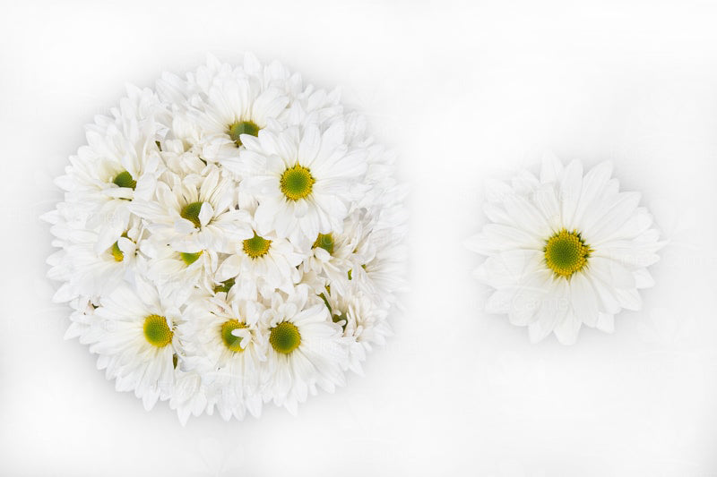 Atlantis White Poms Daisy | Flower Distributor | Excellent Flowers Inc