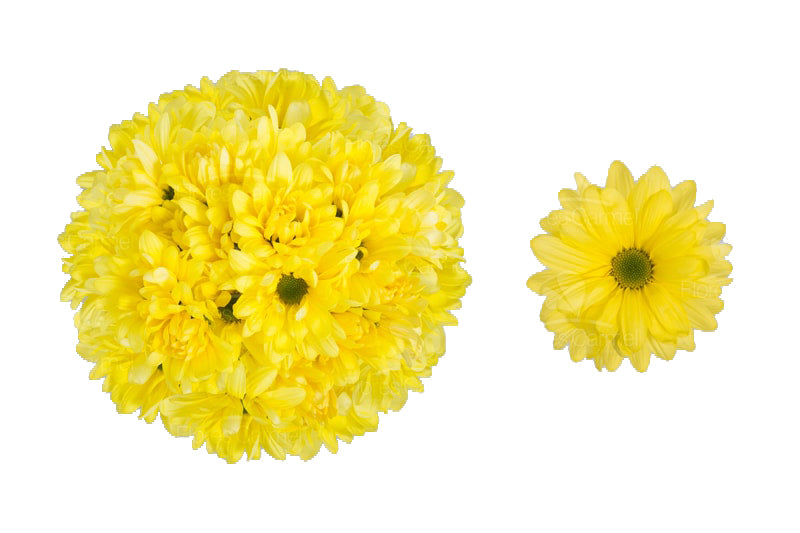 Atlantis Yellow Poms Daisy Flower Distributor | Excellent Flowers Inc