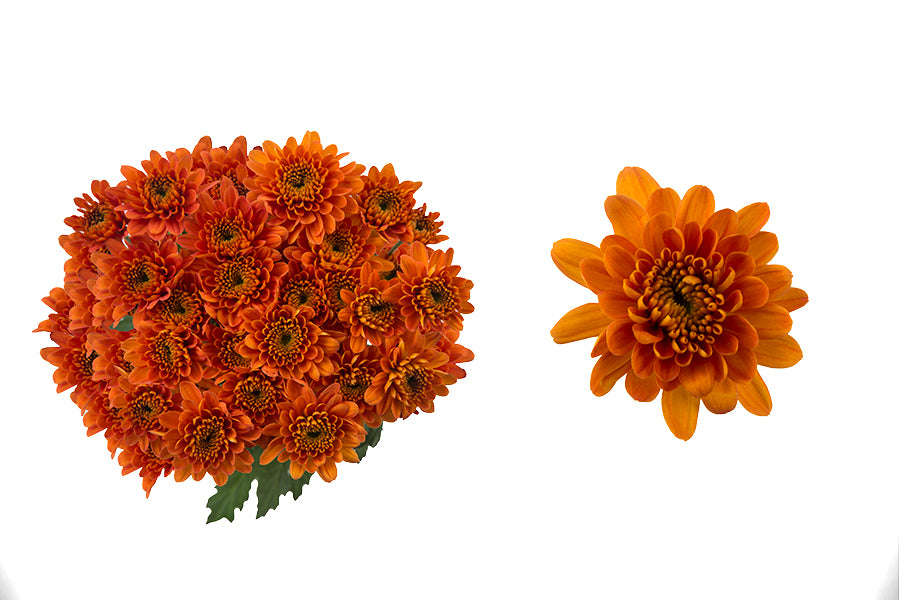 Cushion Drum - Poms Cushion