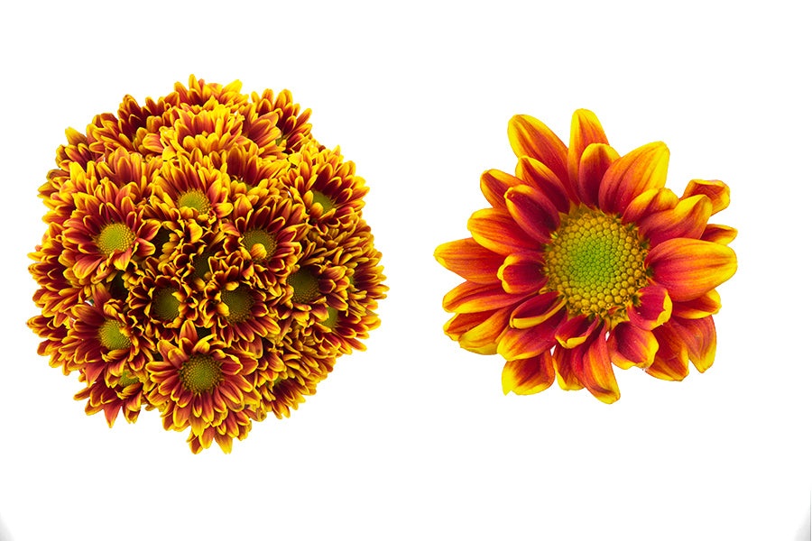 Bronze Chrysanthemum Pom Pom