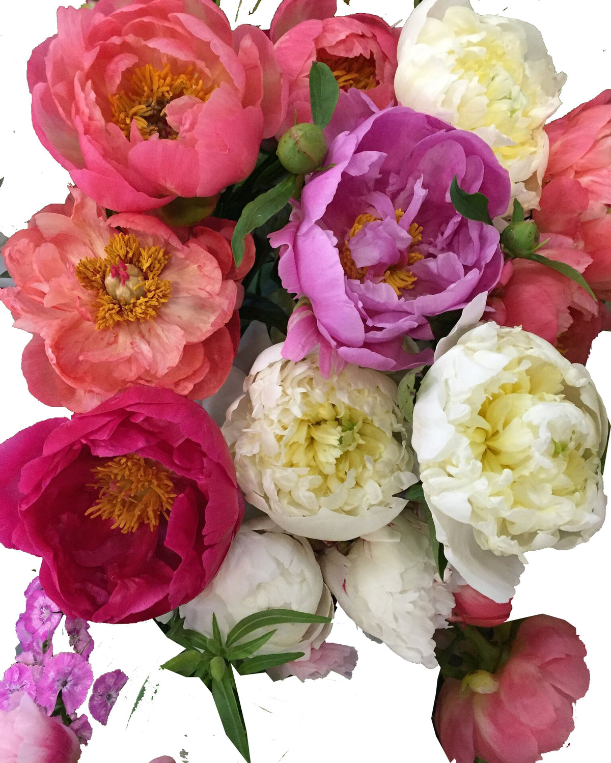 Natural Assorted Peonies | Best Prices | Excellent Flowers Inc