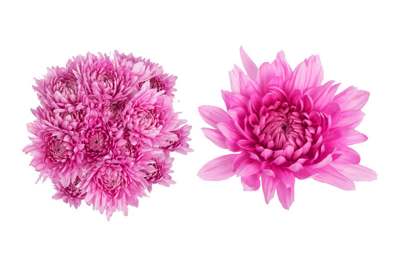 Pink Carina - Disbud