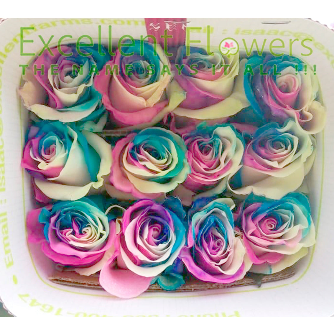 Excellent Rainbow 002